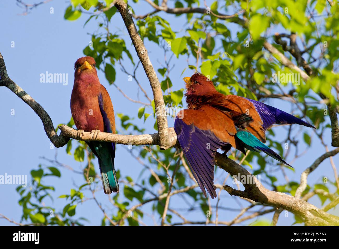 Broad-billed roller (Eurystomus glaucurus) Tsingy Bemaraha National ...