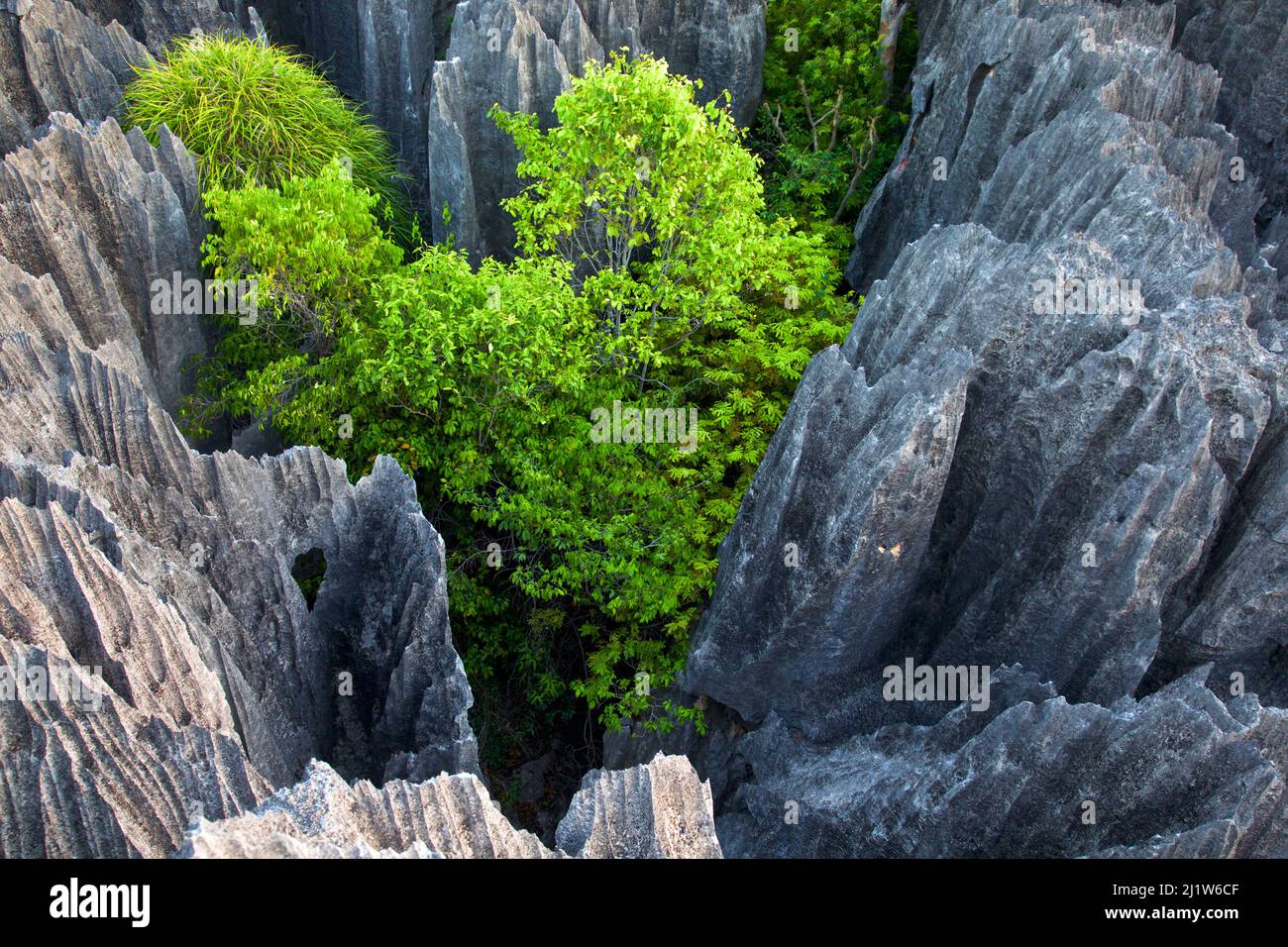 Bemaraha national park hi-res stock photography and images - Alamy