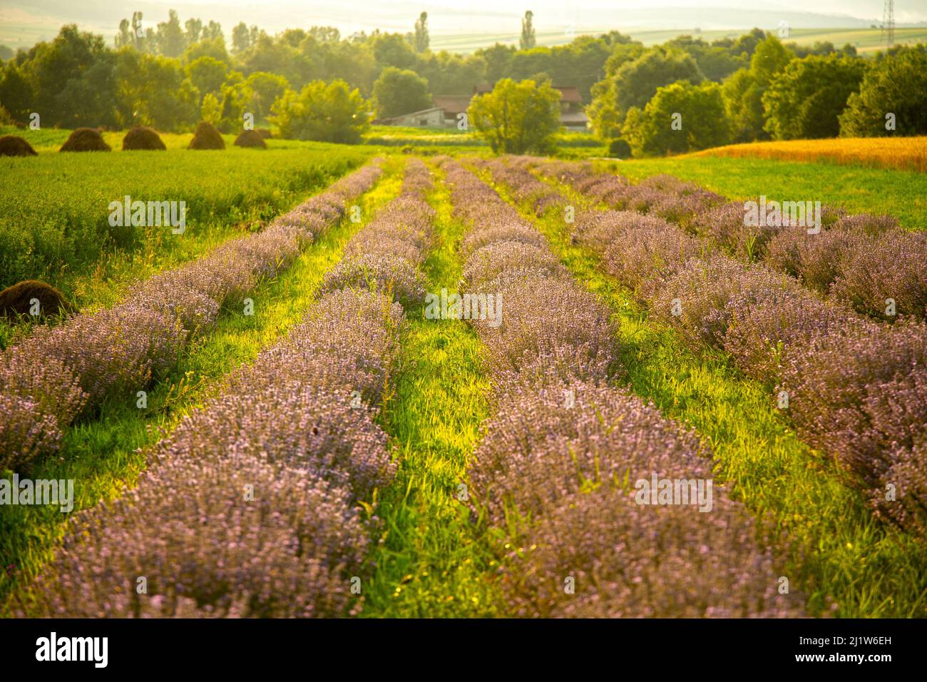 The beautiful view of the rows of lavender, at summer golden hour ...