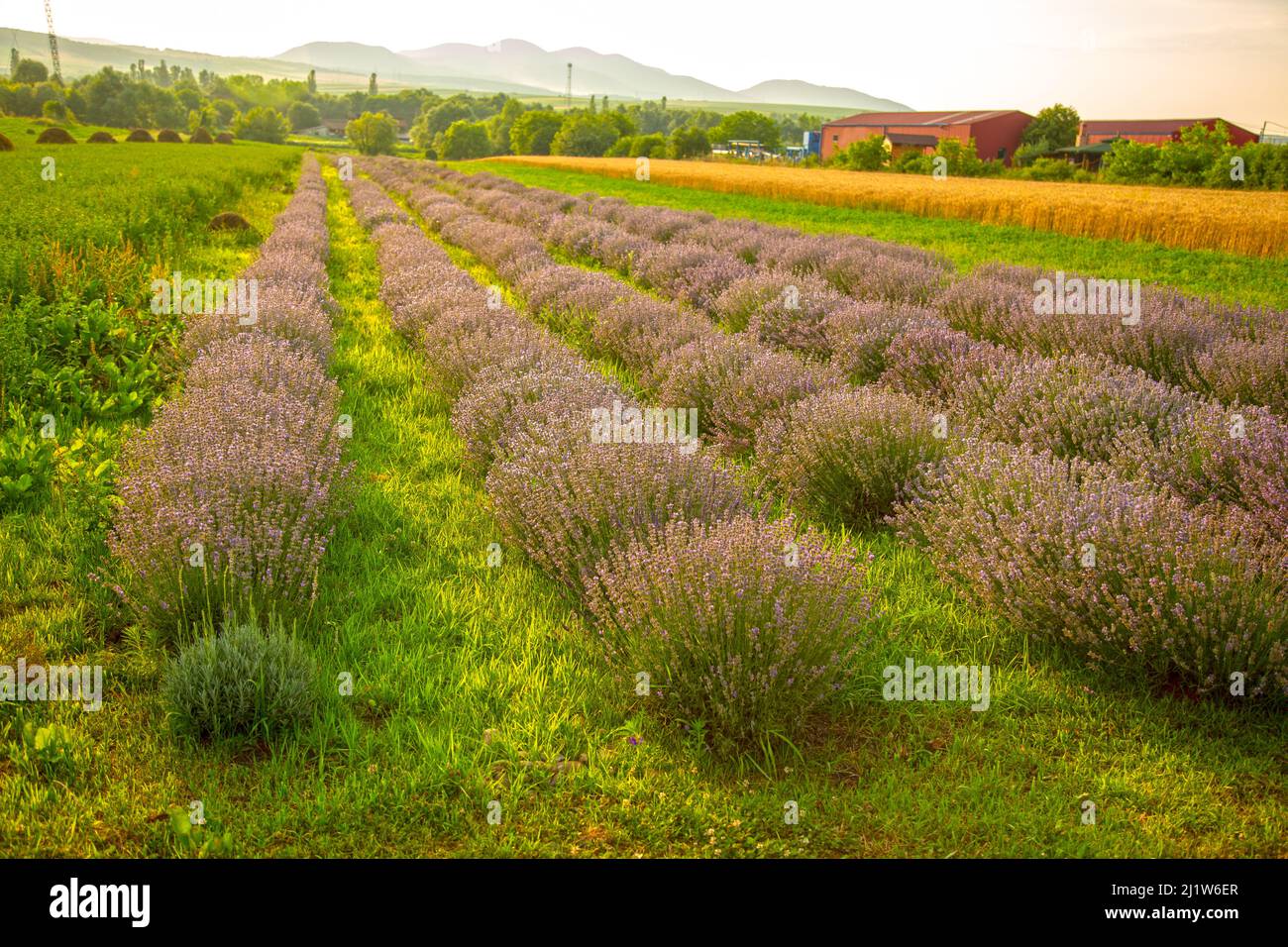 Beautiful rows lavender bushes hi-res stock photography and images - Alamy