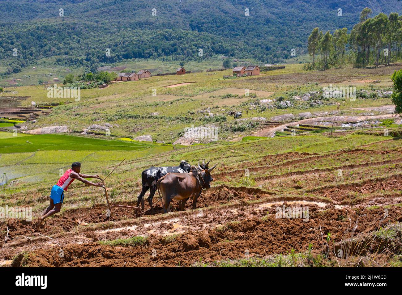 Man ploughing rice field with cattle, Madagascar Stock Photo - Alamy