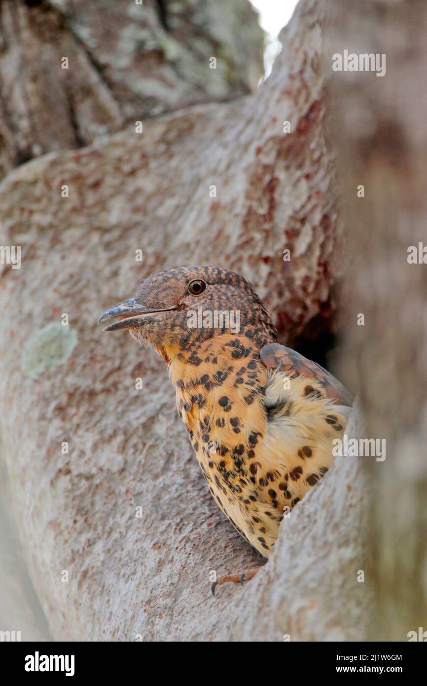 Cuckoo-roller (Leptosomus discolor) female perched in hole in tree ...