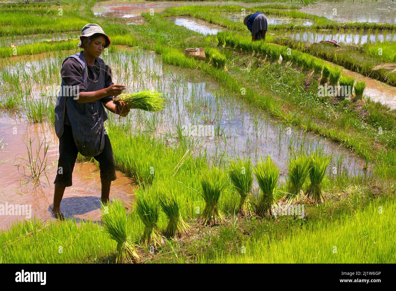 Person planting rice, Madagascar. December 2009 Stock Photo - Alamy