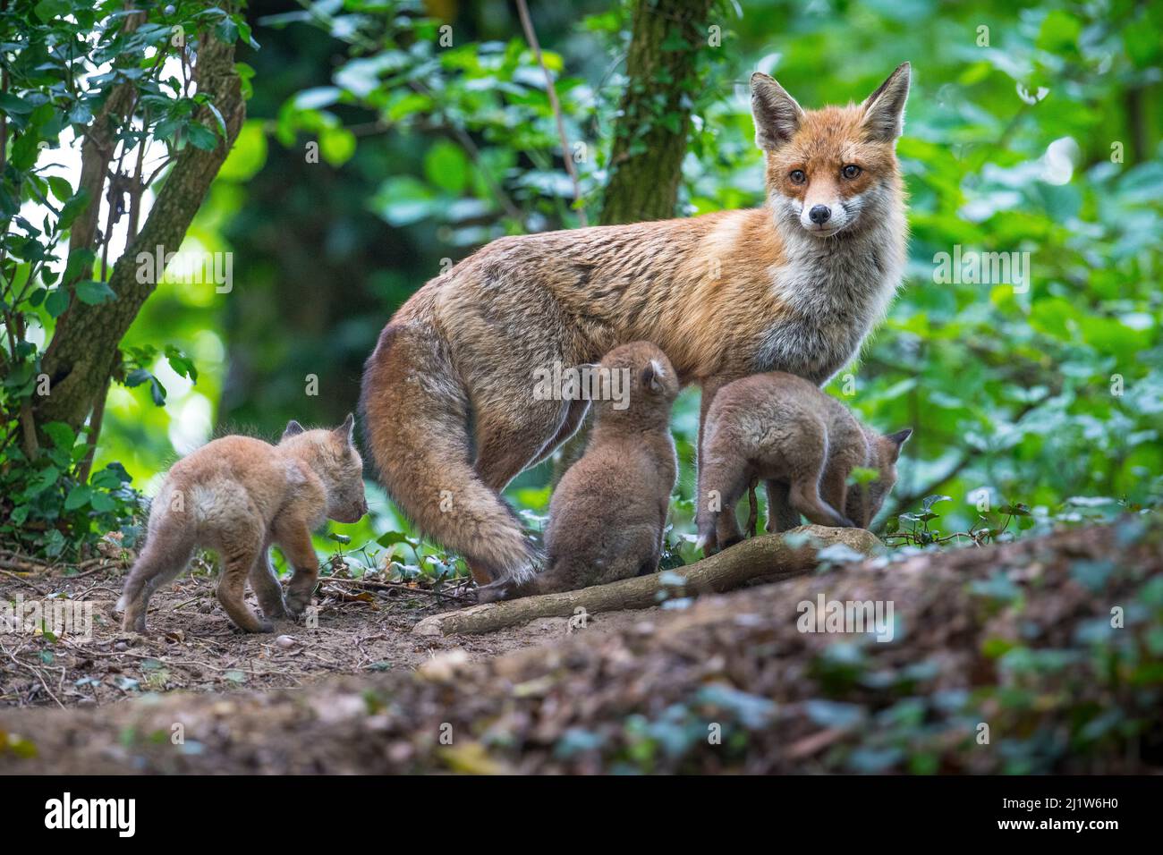 Red fox (Vulpes vulpes) vixen on the alert, with cubs and one suckling ...