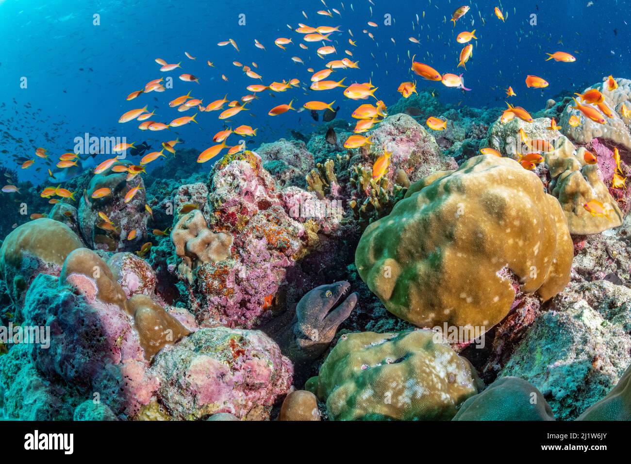 Maldives tropical reef community. Morray eel and tropical fish in ...