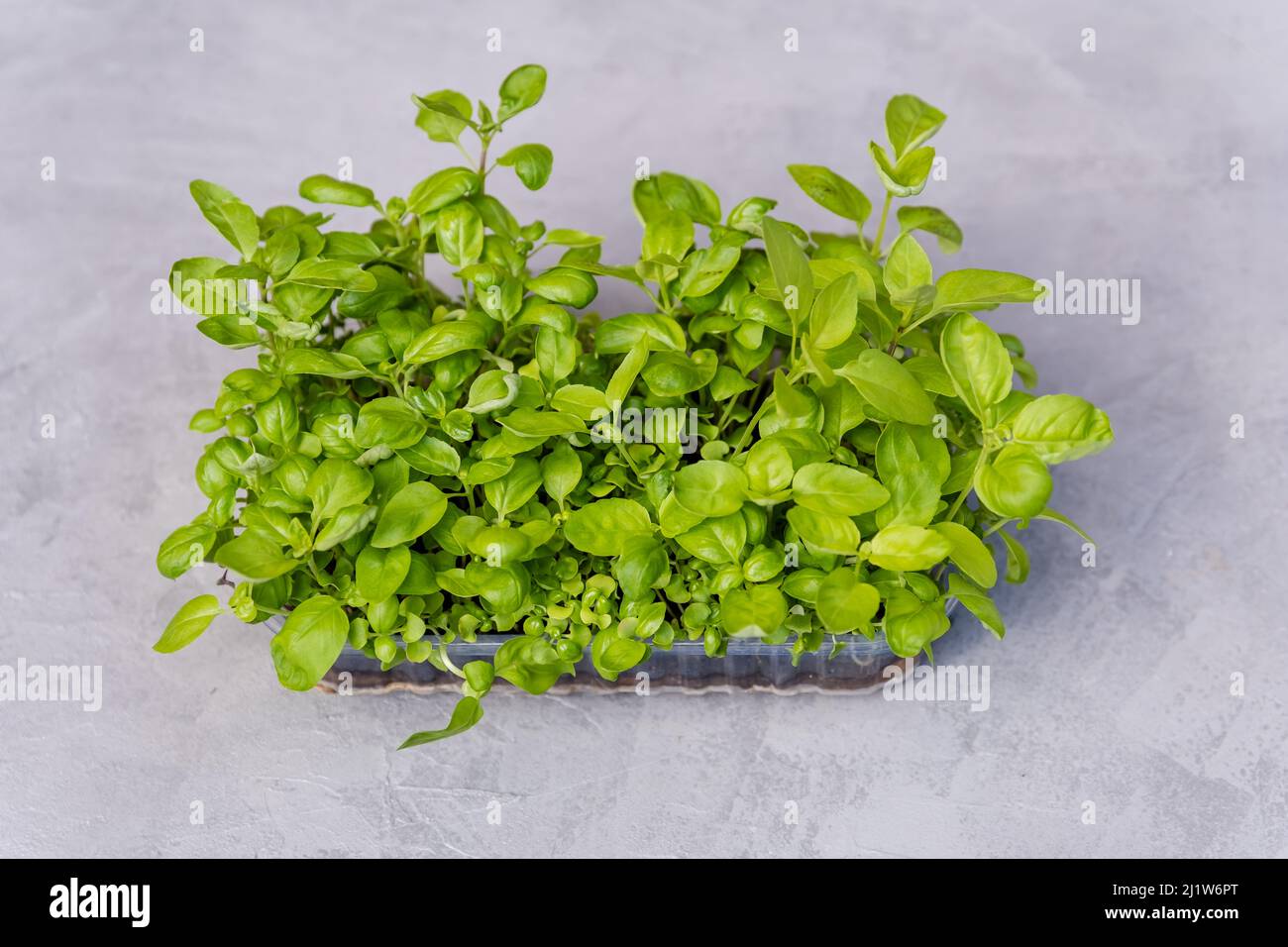 Vegan and healthy eating concept. Beautiful sprouts of microgreens ...