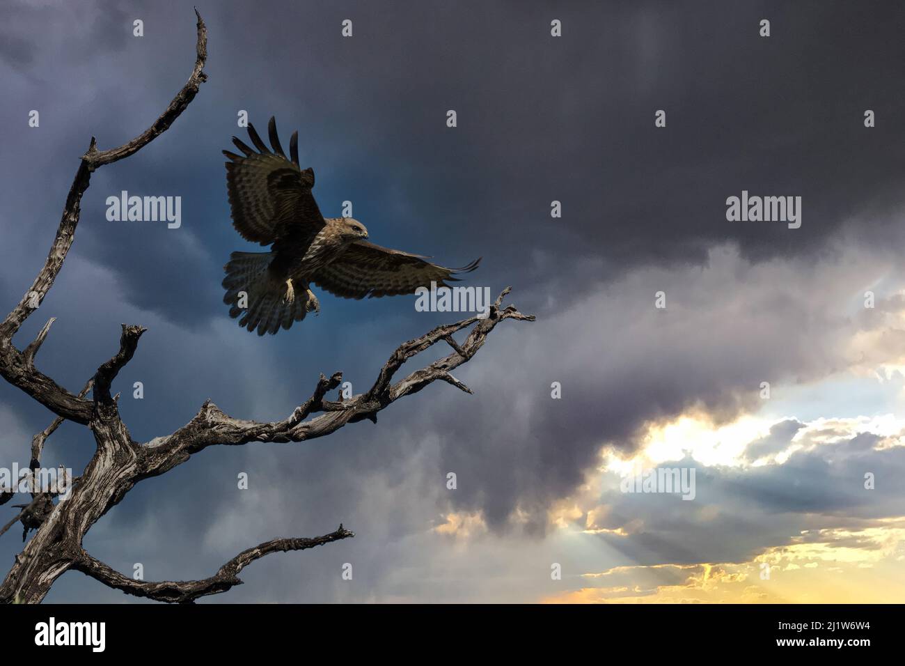 Silhouette of a bird of prey (buzzard) and a dry tree against mountains ...