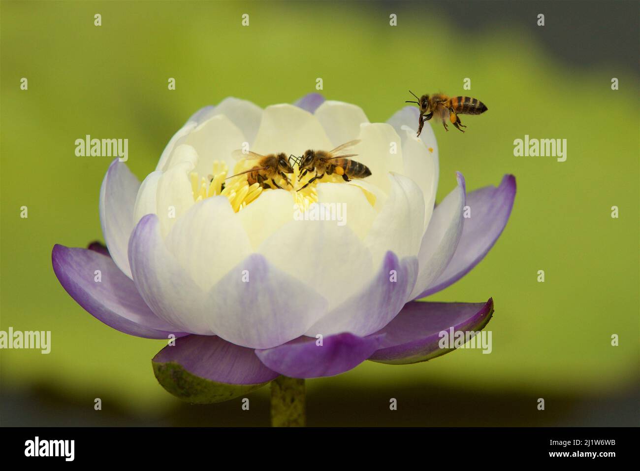 Bee running on flower hi-res stock photography and images - Alamy