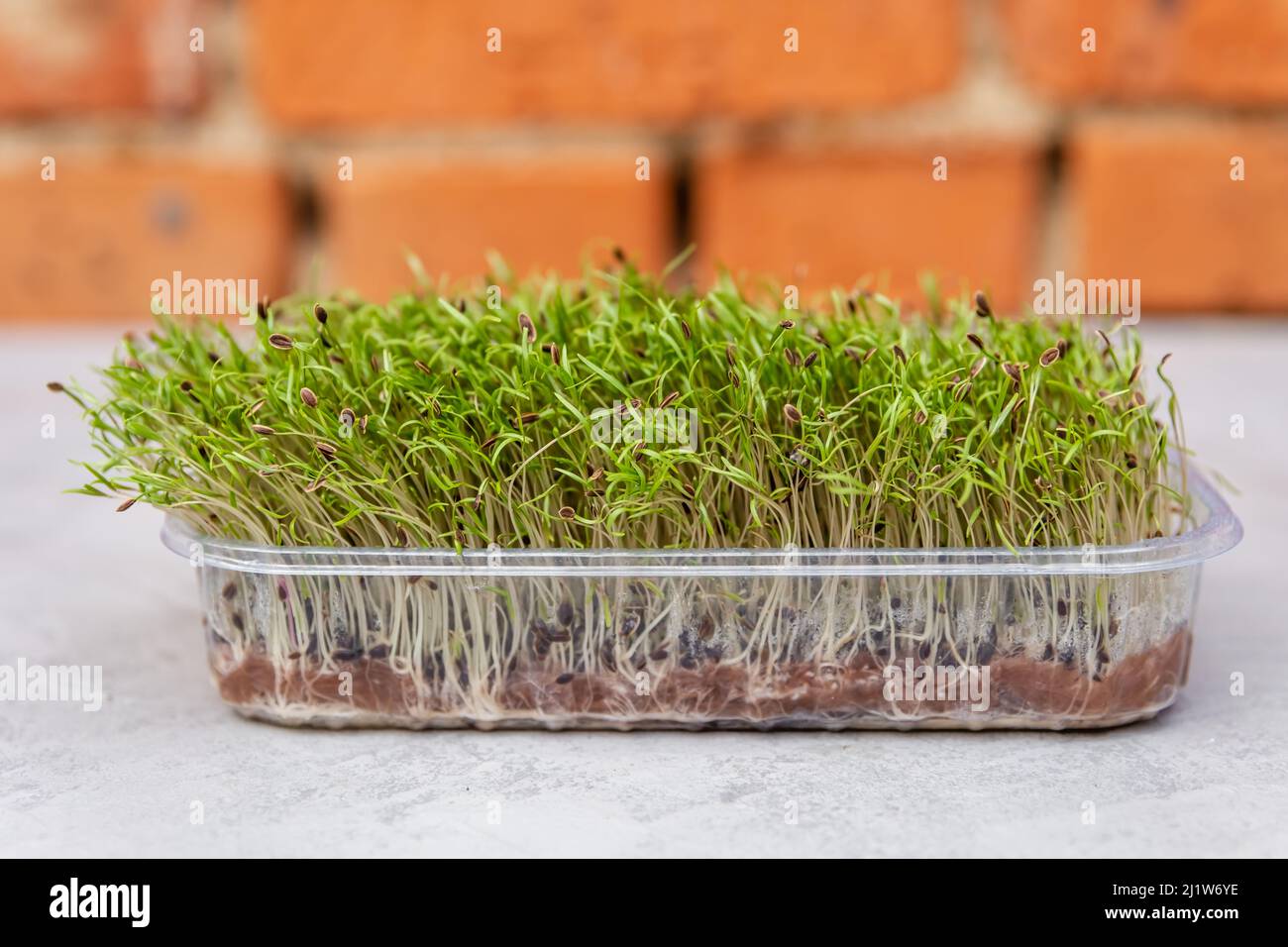 Seed packaging. Sprouting seeds of a plant. Growing sprouts Stock Photo ...