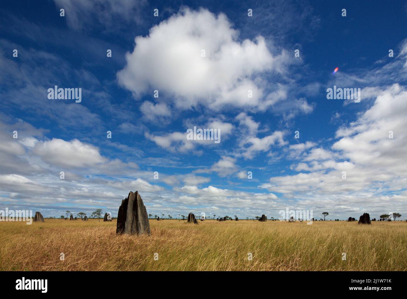 Termite Mounds on the Nifold Plain Cape York Peninsula, Queensland ...