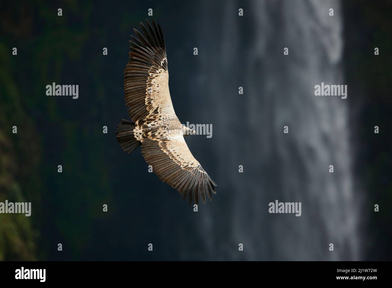 Ruppell's griffon vulture (Gyps rueppellii) flying over Jinbar ...