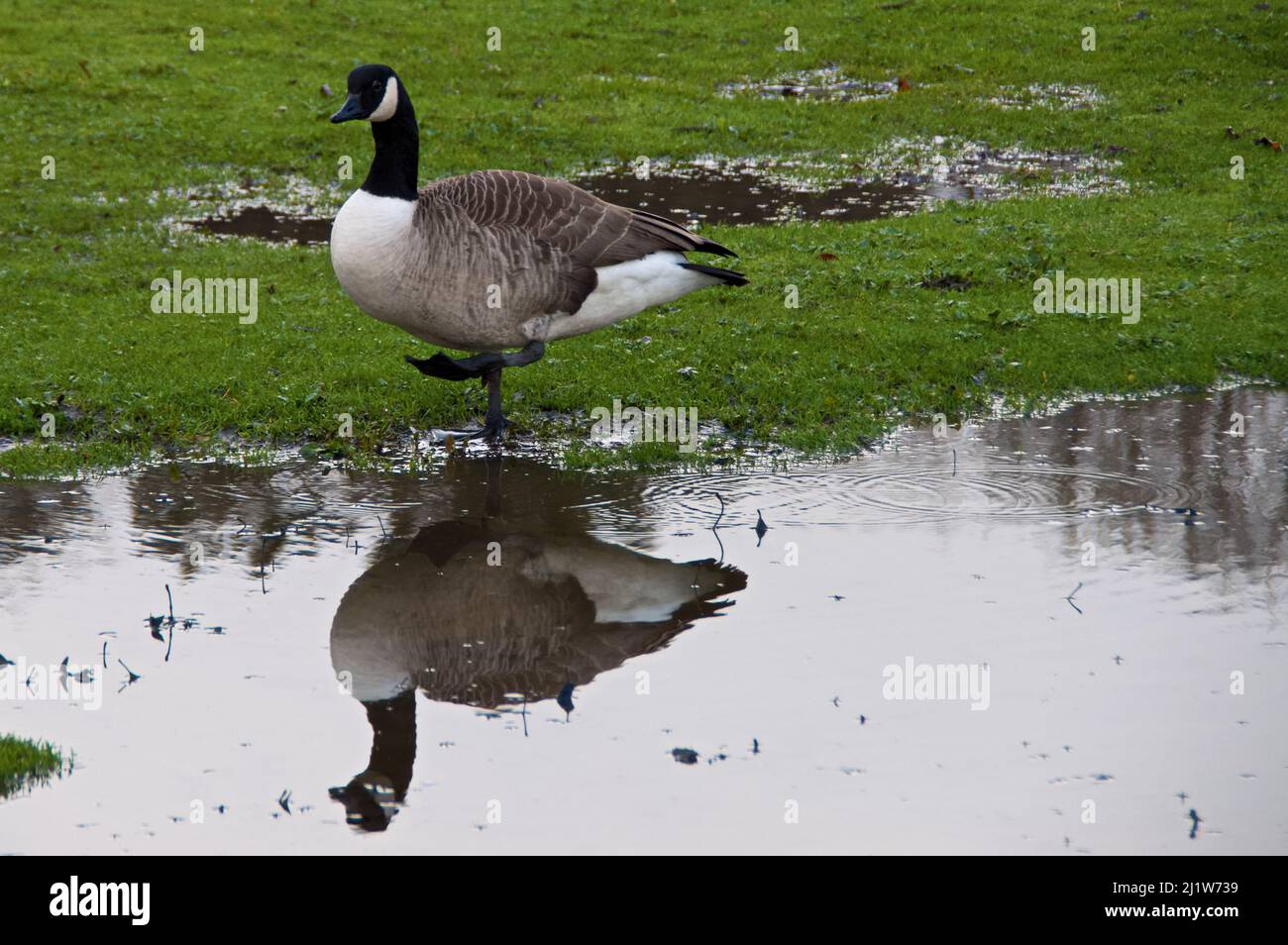 Canada geese beautiful bird image hi-res stock photography and images - Alamy
