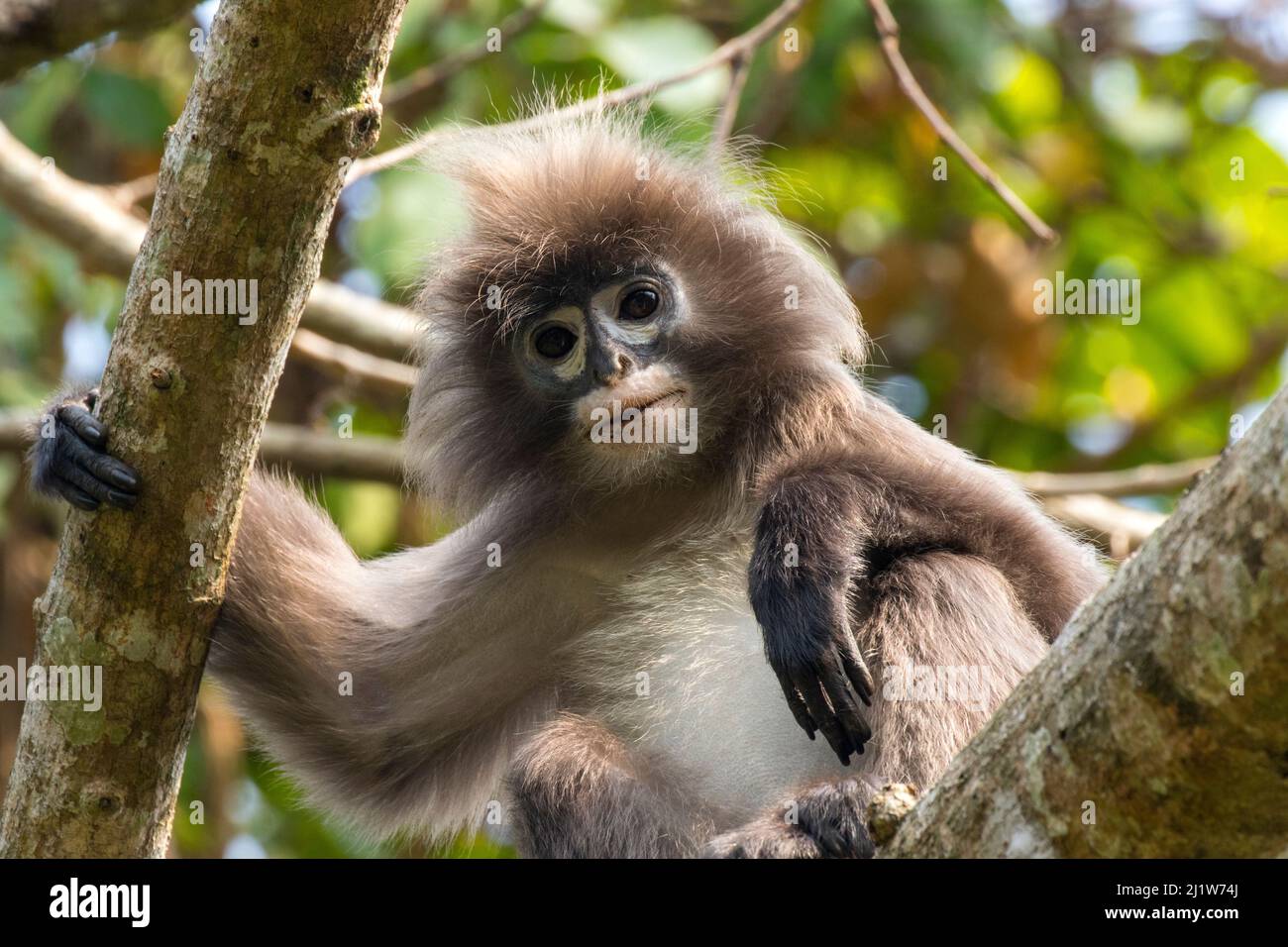 Phayre's leaf monkey (Trachypithecus phayrei) portrait, Tripura state ...