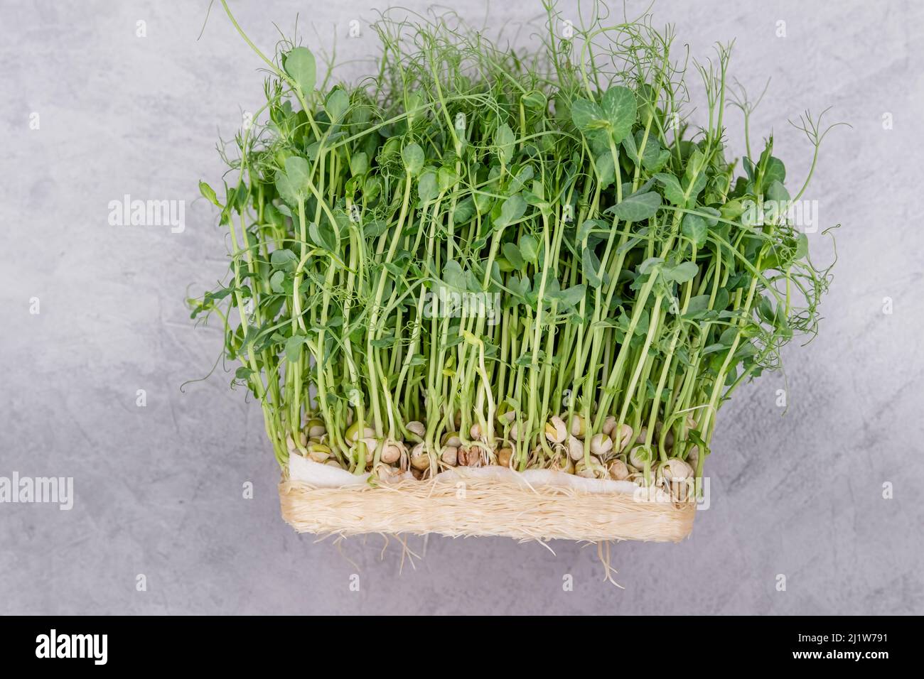 Sprouted peas seeds micro greens. Growing sprouts. Young plants Stock ...