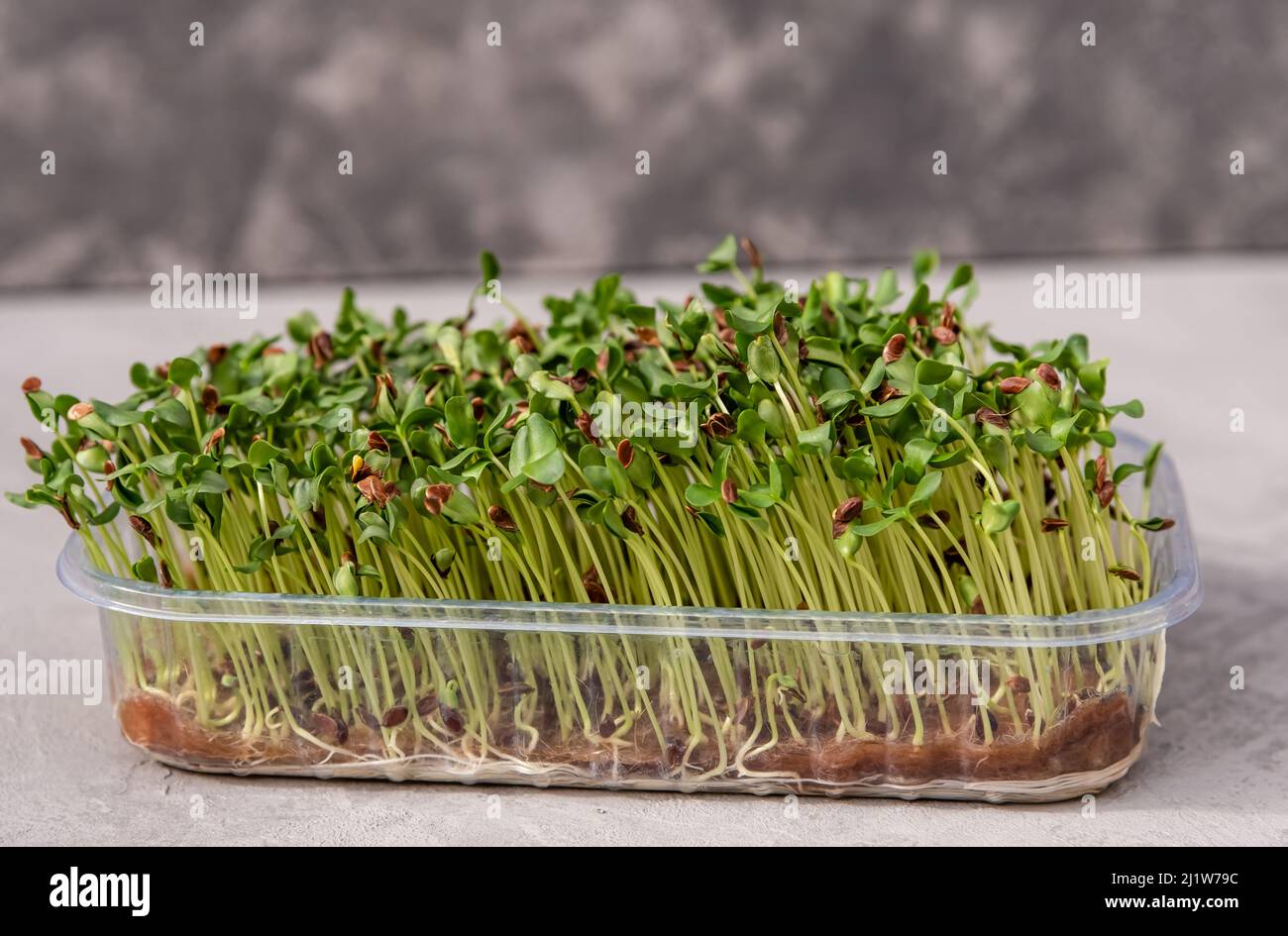 Healthy vitamin food. Germinate seeds. Green flax sprouts Stock Photo ...