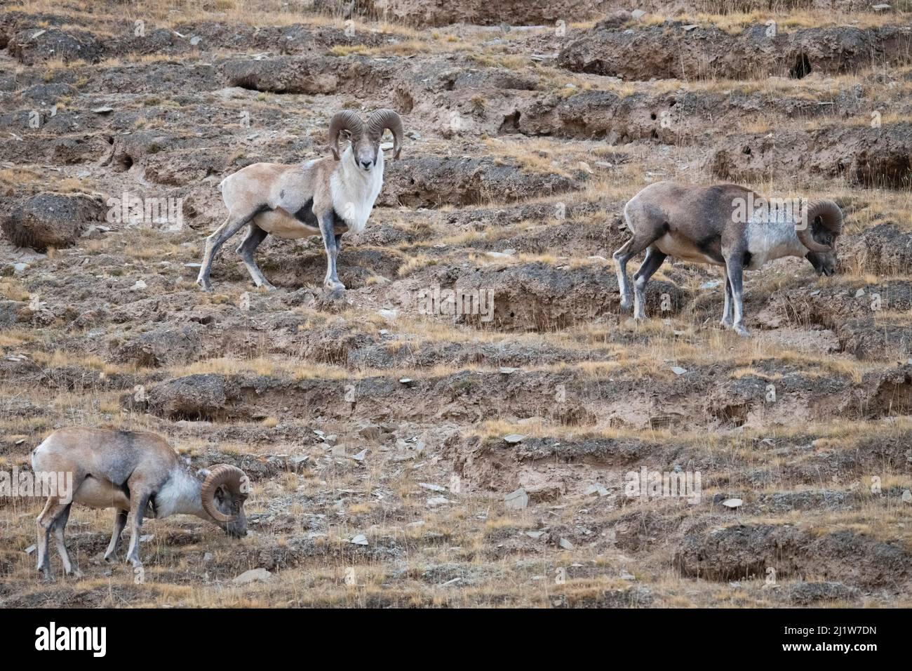 Altai argali sheep (Ovis ammon), three grazing on slope. Sanjiangyuan ...