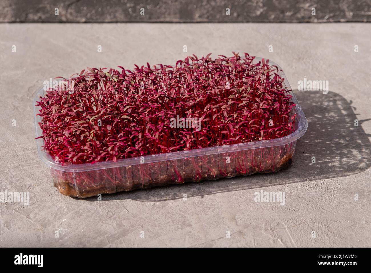 Sprouted amaranth seeds. Micro greens. Growing sprouts Stock Photo - Alamy