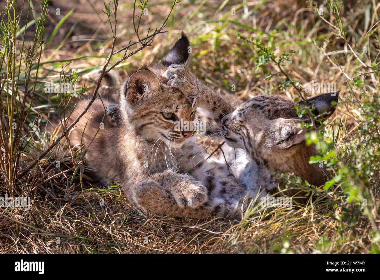 Two wild Bobcat (Lynx rufus) kittens playing in the bush. Texas, USA ...