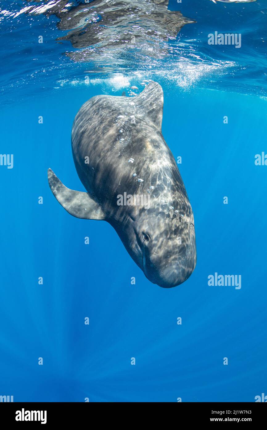 Short-finned pilot whale (Globicephala macrorhynchus) swimming below ...