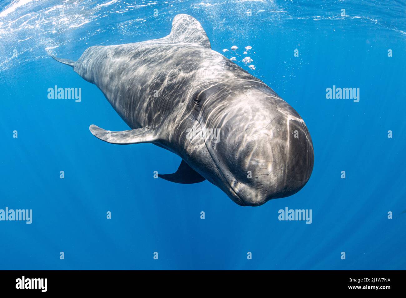 Short-finned pilot whale (Globicephala macrorhynchus) swimming below ...