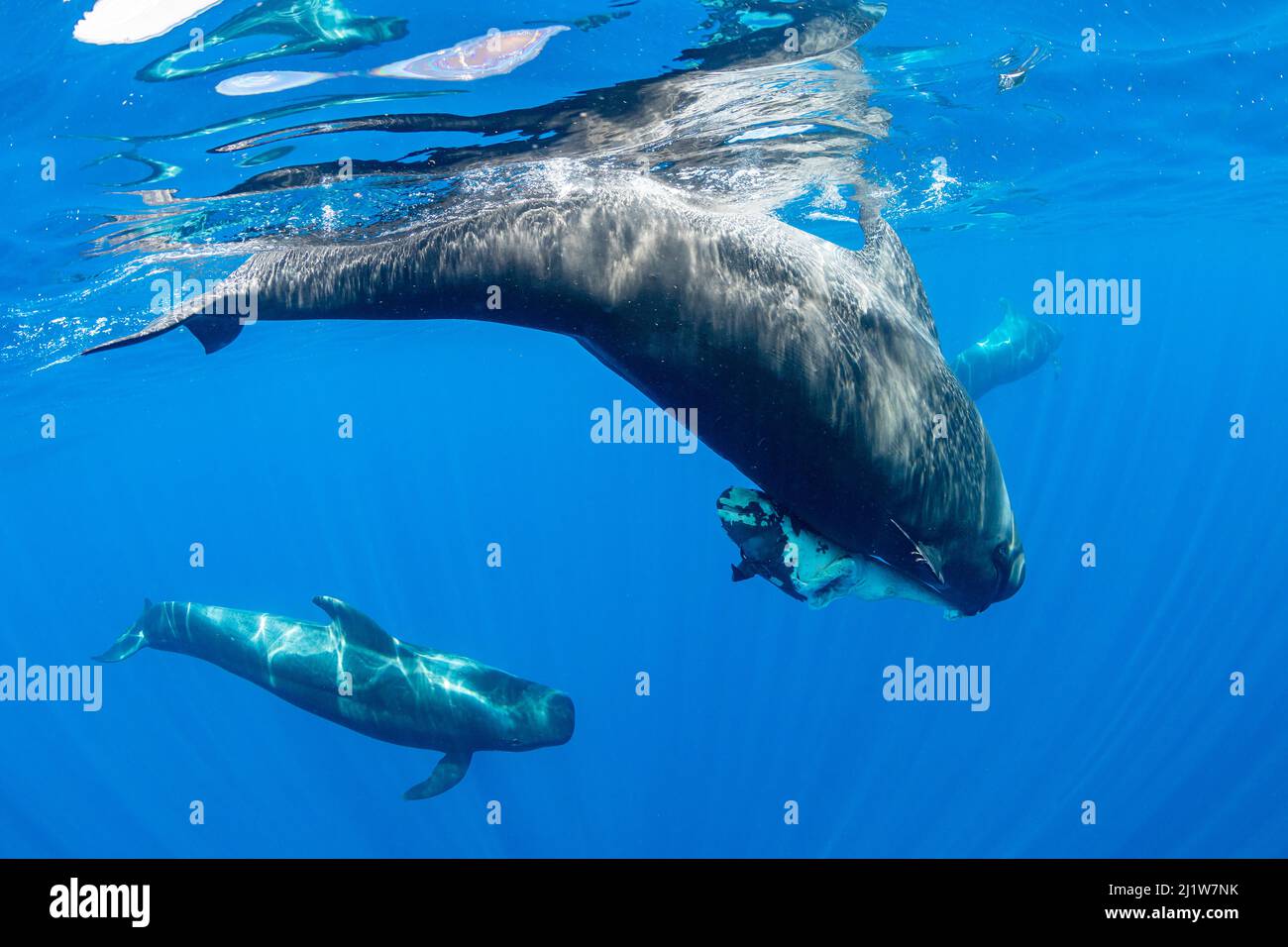 Baby pilot whale hi-res stock photography and images - Alamy
