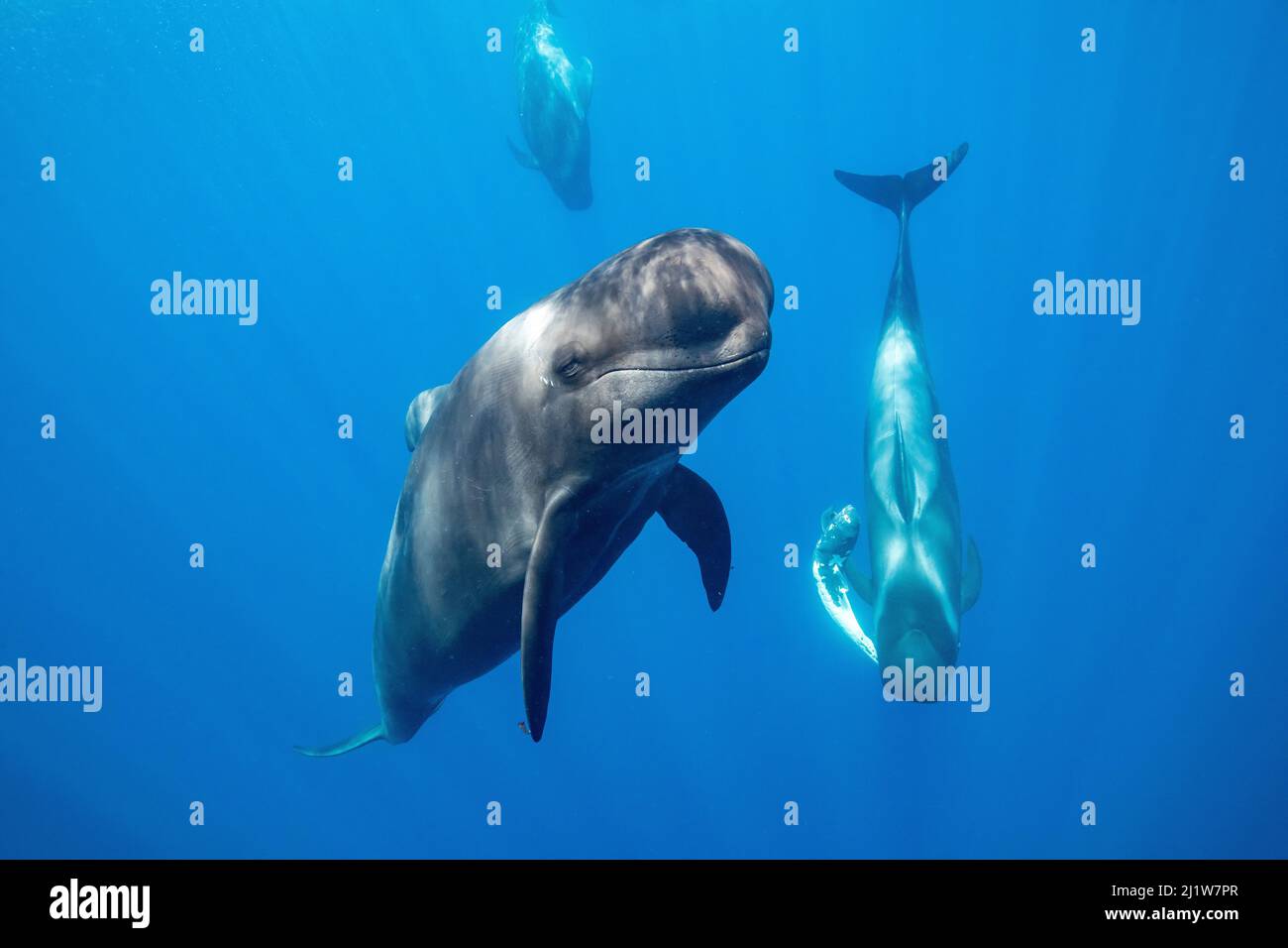 Baby pilot whale hi-res stock photography and images - Alamy
