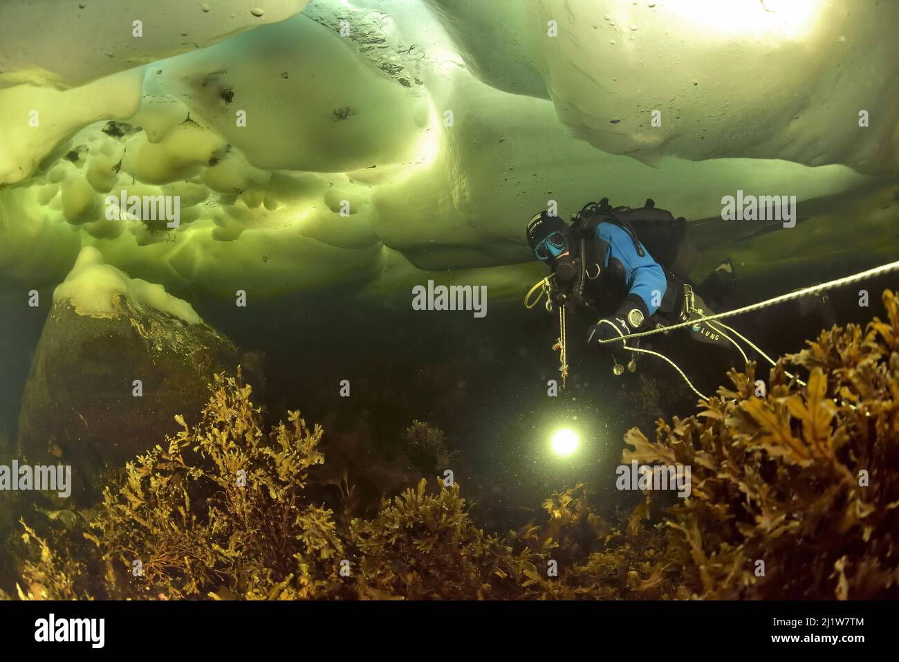 Diver is swimming under the ice pack in shallow water Russia. White Sea ...