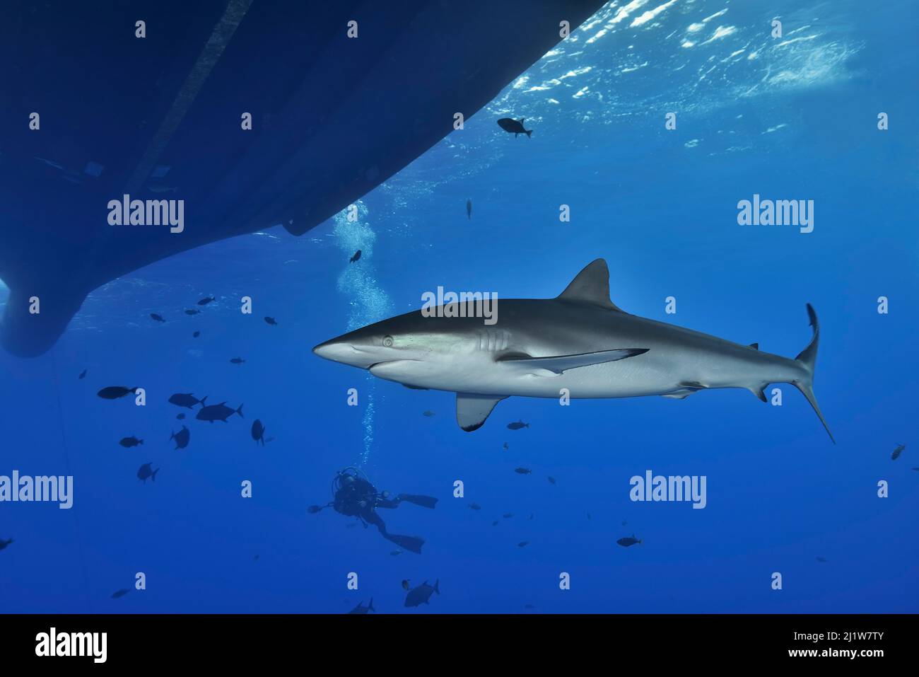 Carcharhinus falciformis hi-res stock photography and images - Alamy