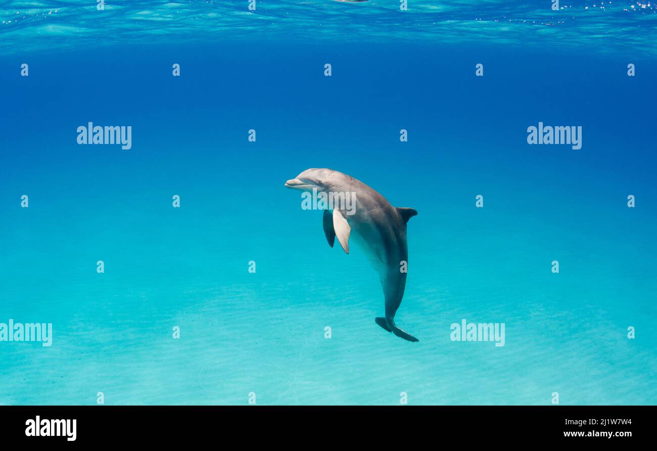 A Bottlenose dolphin (Tursiops truncatus), heavily scarred, possibly ...