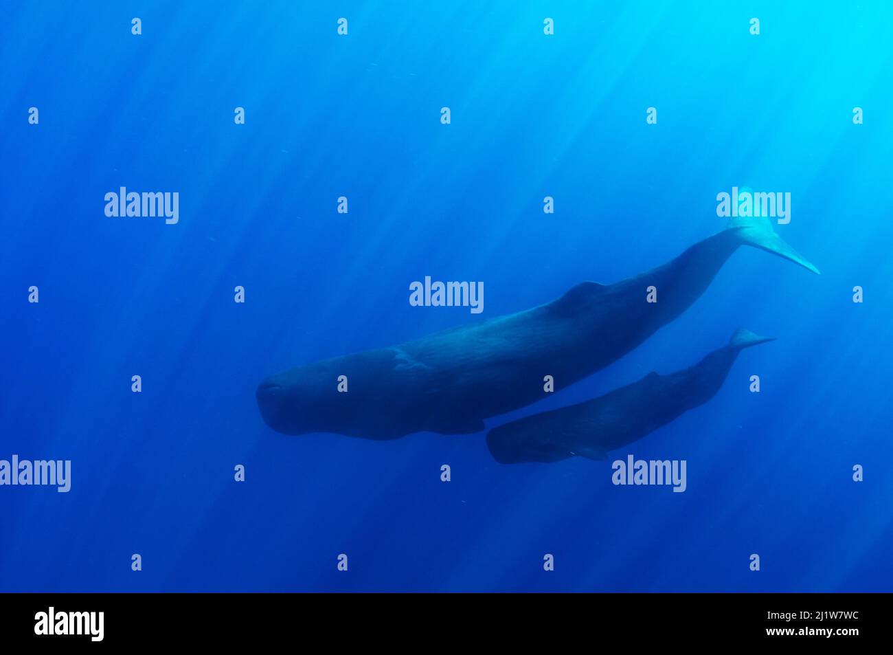 Sperm whale (Physeter macrocephalus) mother and calf, Sri Lanka. March Stock Photo - Alamy