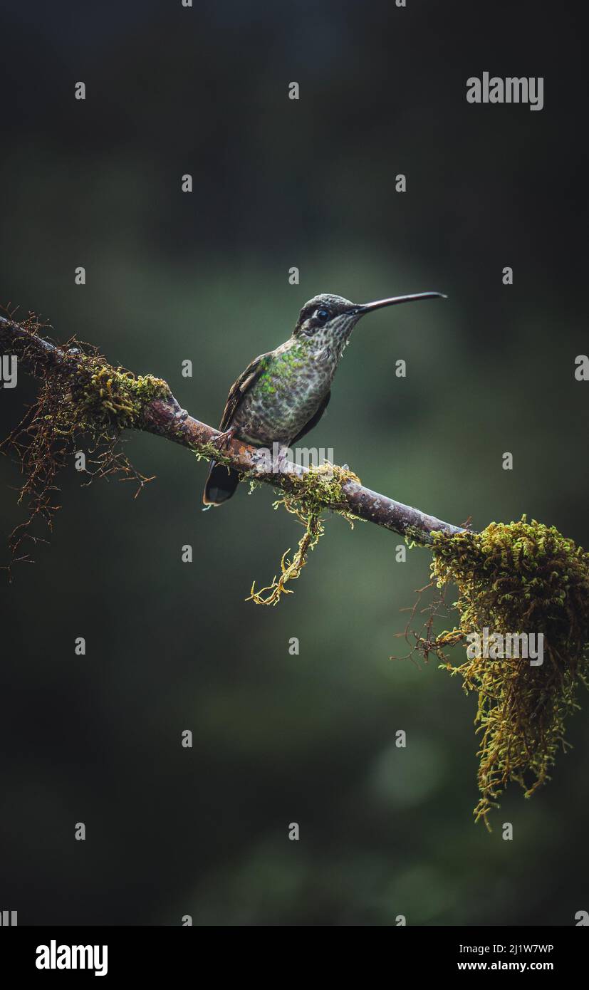 Colibrí vertical hi-res stock photography and images - Alamy
