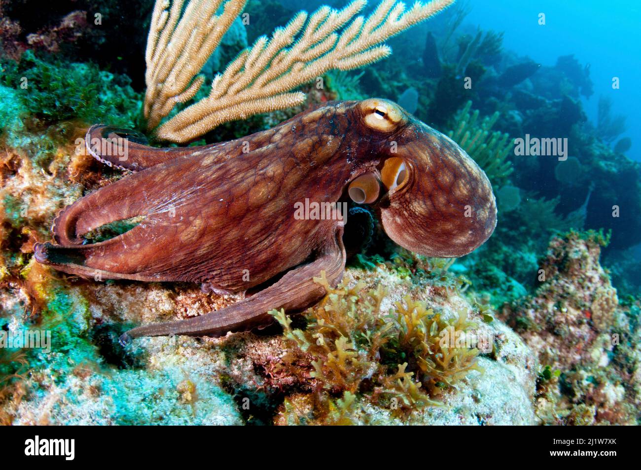 Common octopus (Octopus vulgaris) on a coral reef in The Bahamas ...