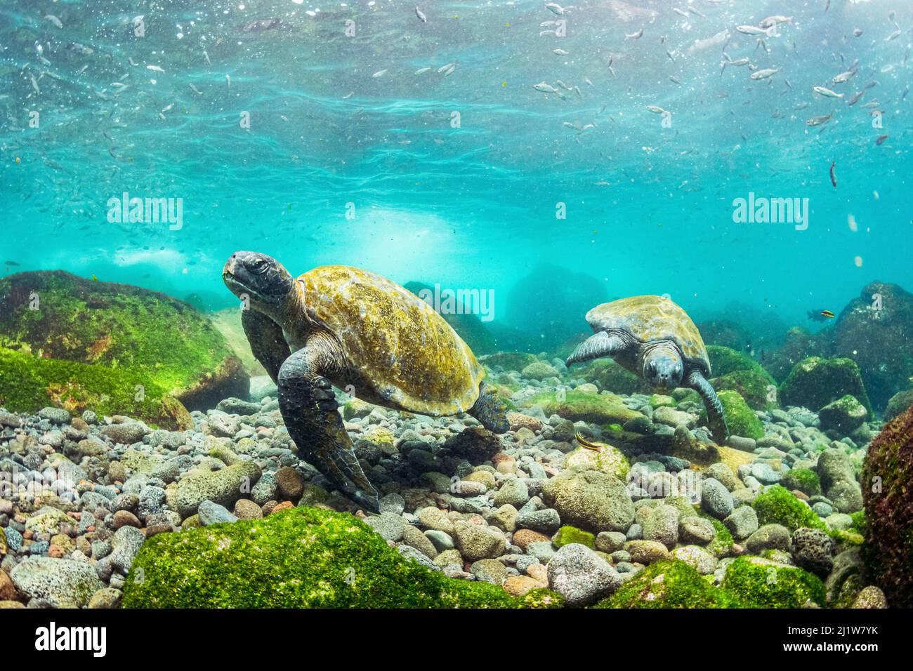 Green sea turtles algae hi-res stock photography and images - Alamy
