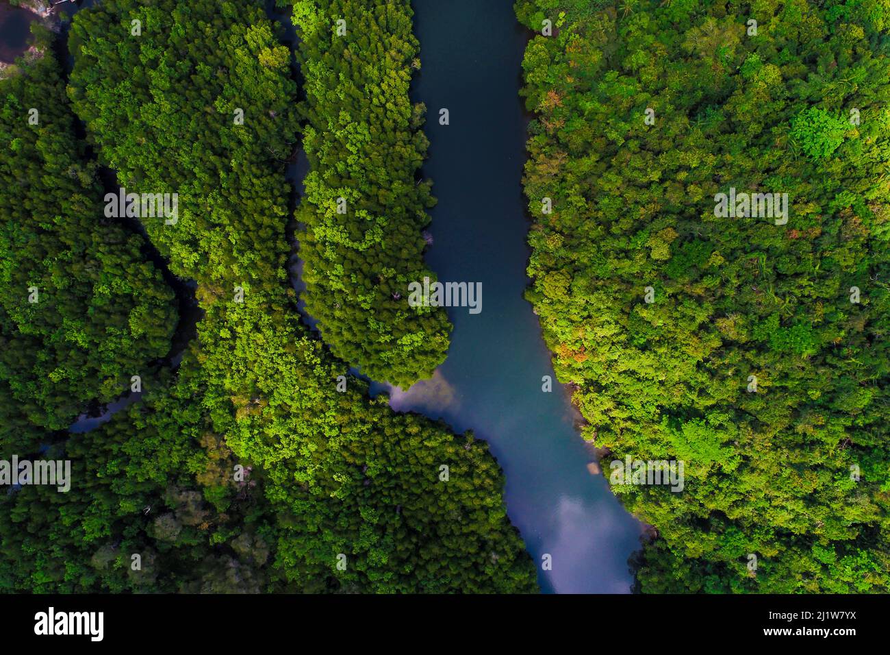 Tropical green mangrove forest with river to the sea bay ecology system ...