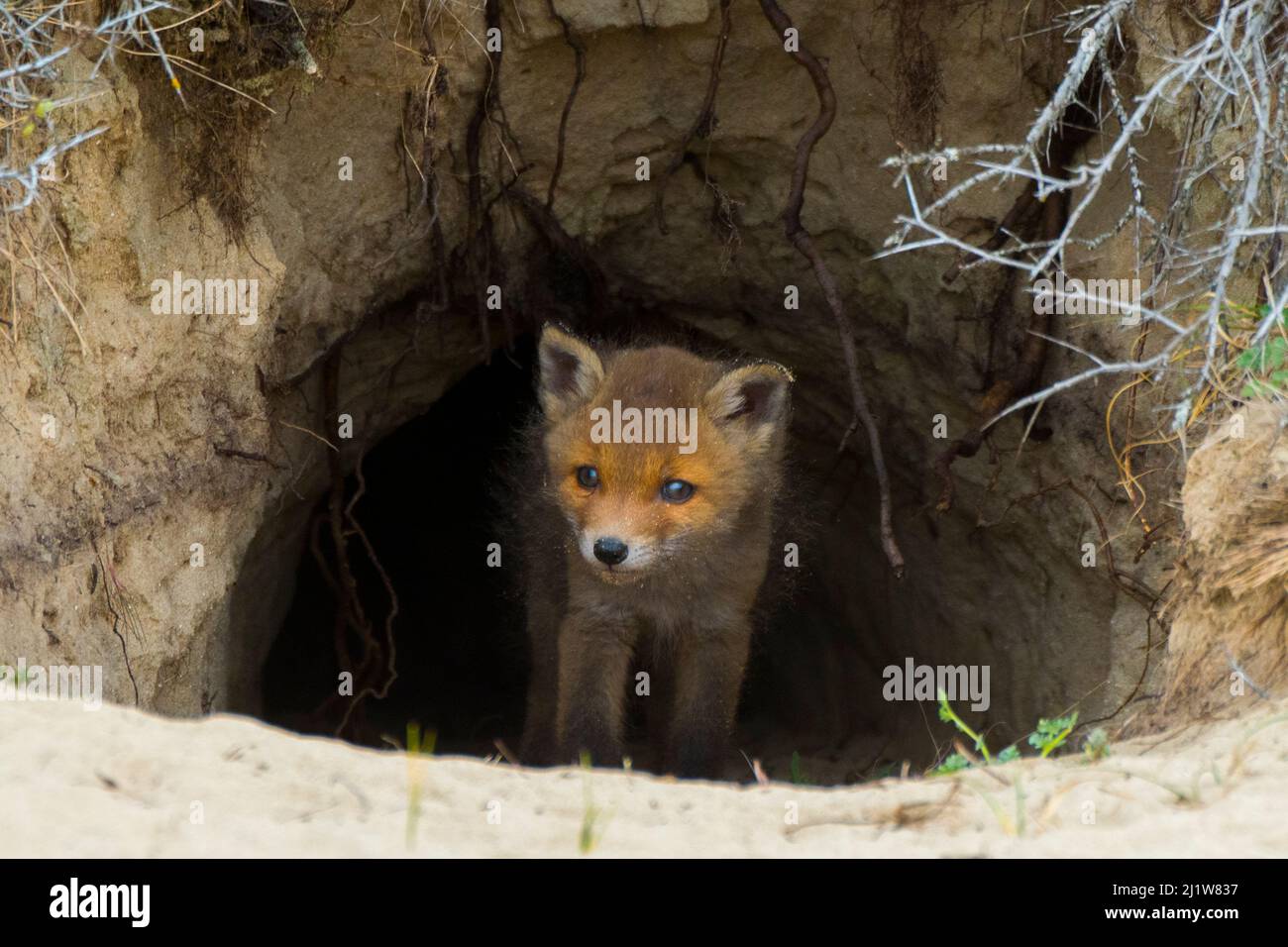 Red fox (Vulpes vulpes) cub age five weeks, at den in sand dunes, the ...