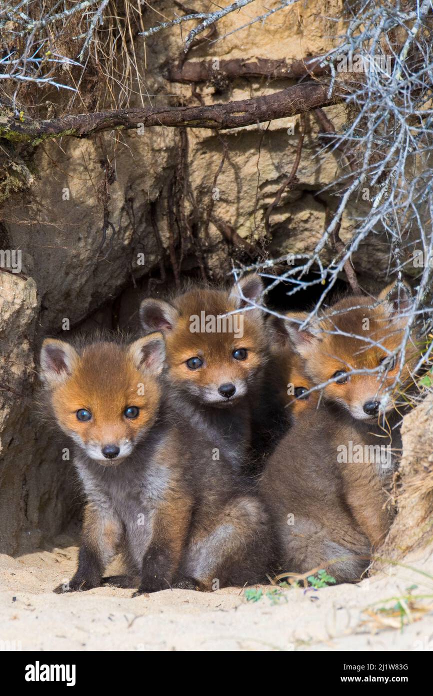 Age five weeks hi-res stock photography and images - Alamy