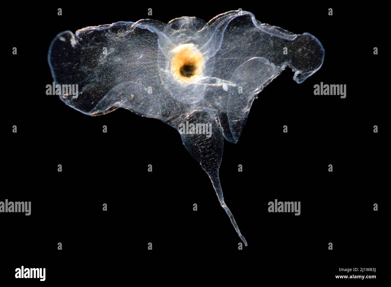 Cymbulia peronii hi-res stock photography and images - Alamy