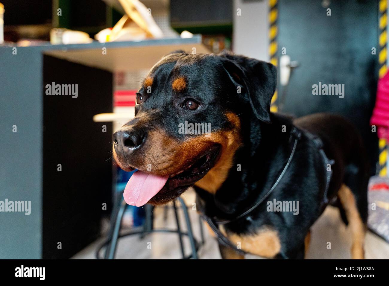 Light Brown Rottweiler Puppy