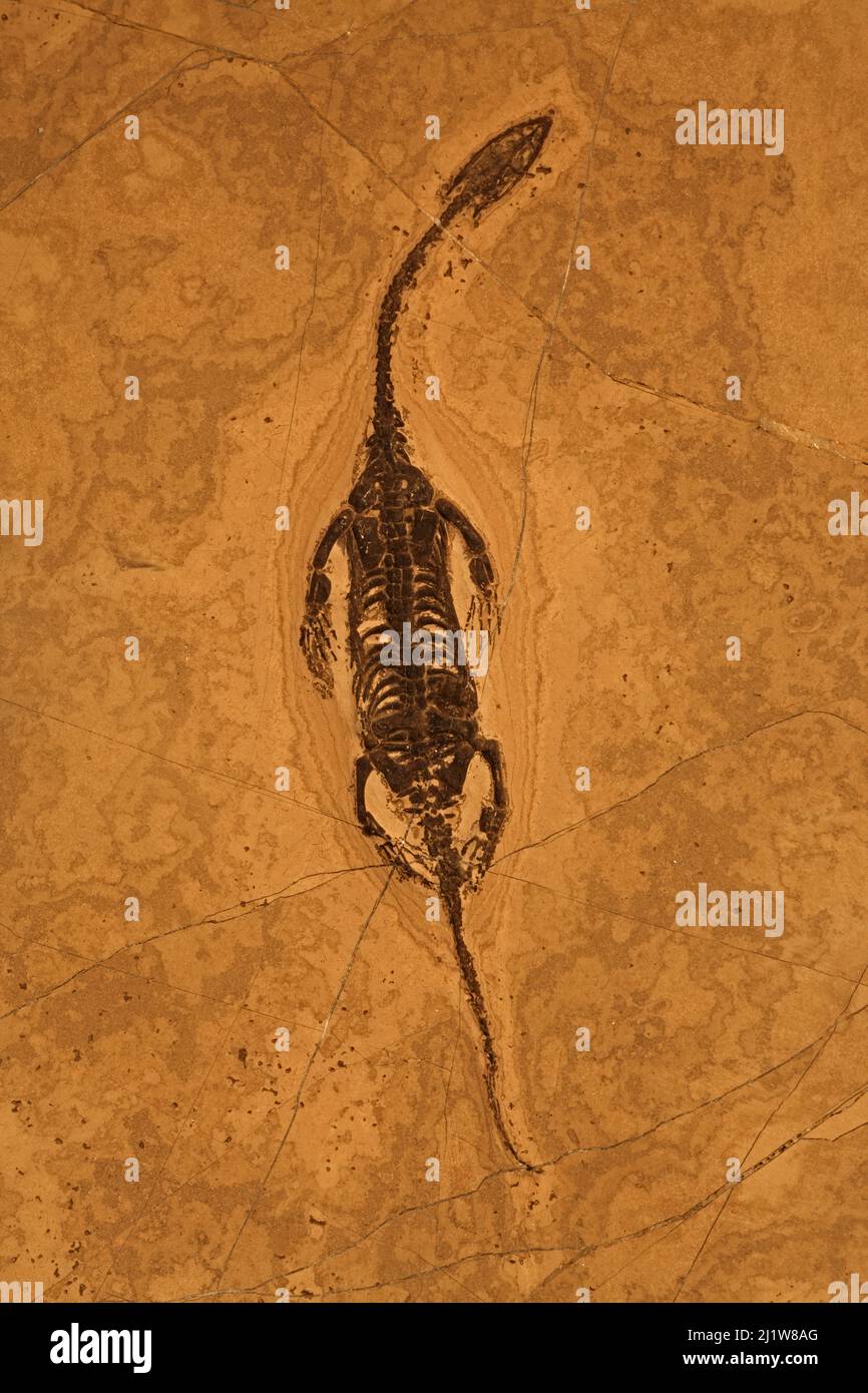 Triassic period hi-res stock photography and images - Alamy