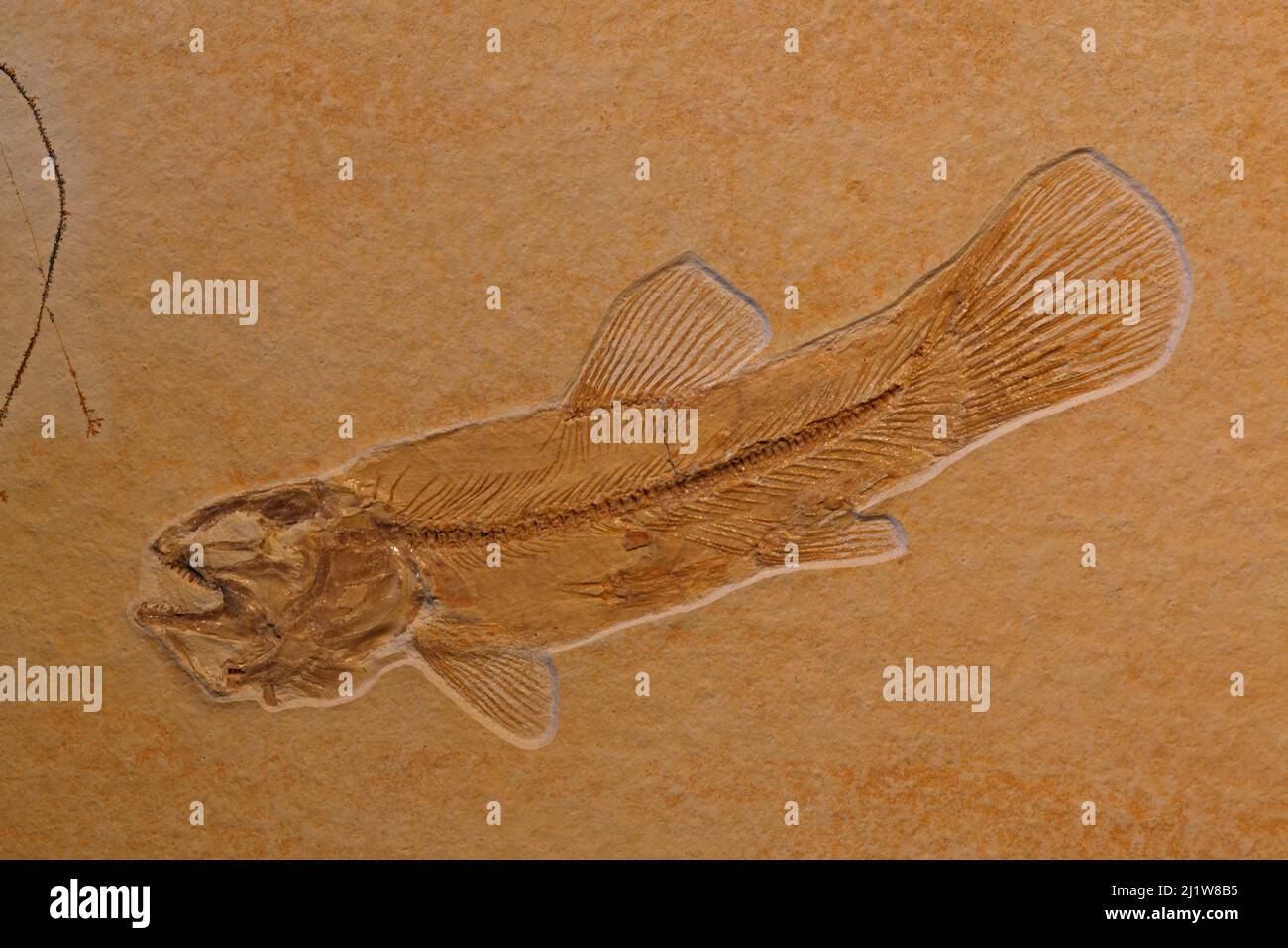 Fossil fish (Ameopsis lepidota) from the Upper Triassic period ...