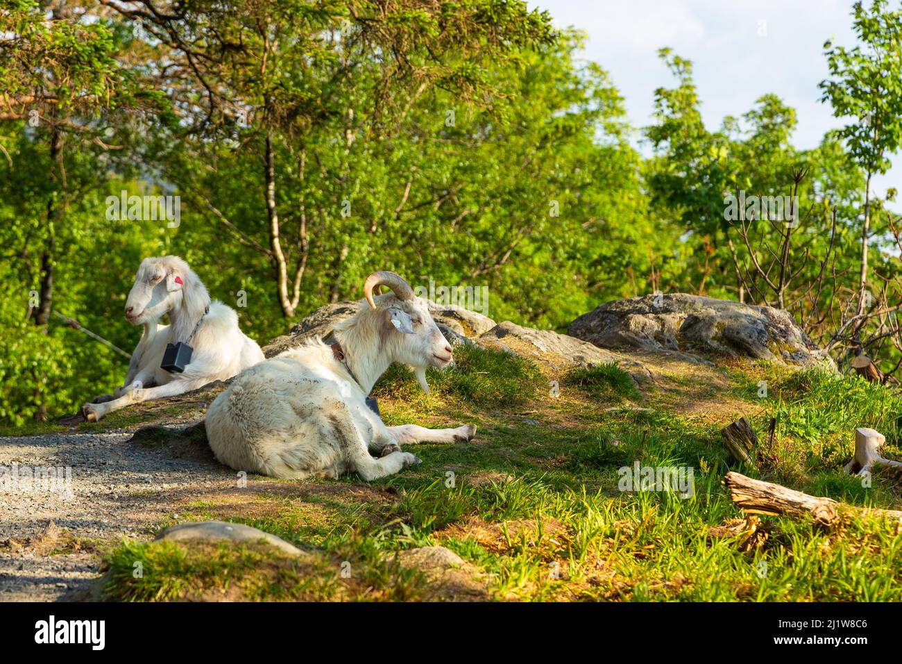 White goats lying under the tree. The forest on the Floyen hill. Bergen ...