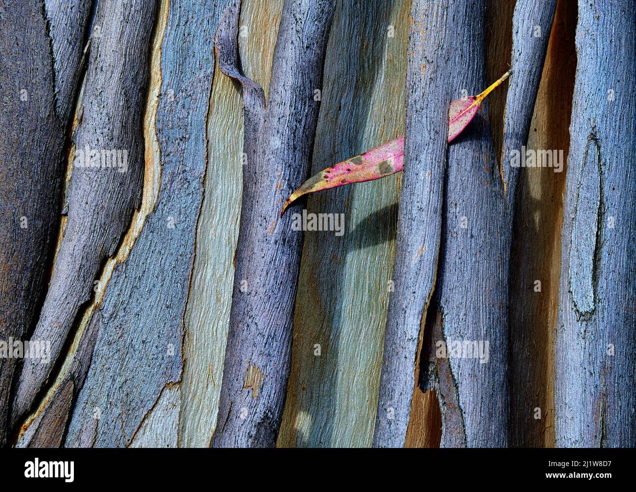 Textured background of lonely withered leaf fallen on dry bark of tree ...