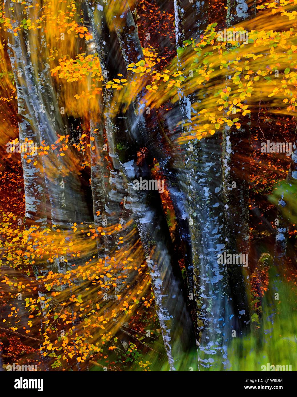 Picturesque scenery of bright yellow leaves falling from tall trees ...