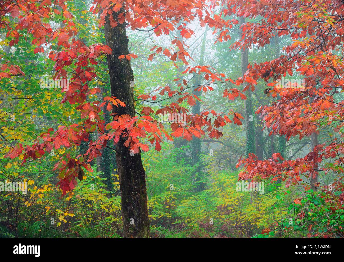 Scenic landscape of tall tree with bright red leaves growing in misty ...