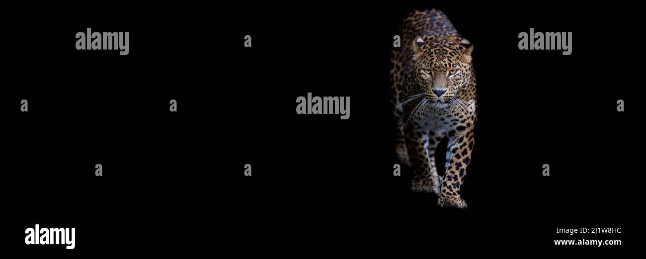 Template of a leopard with a black background Stock Photo - Alamy