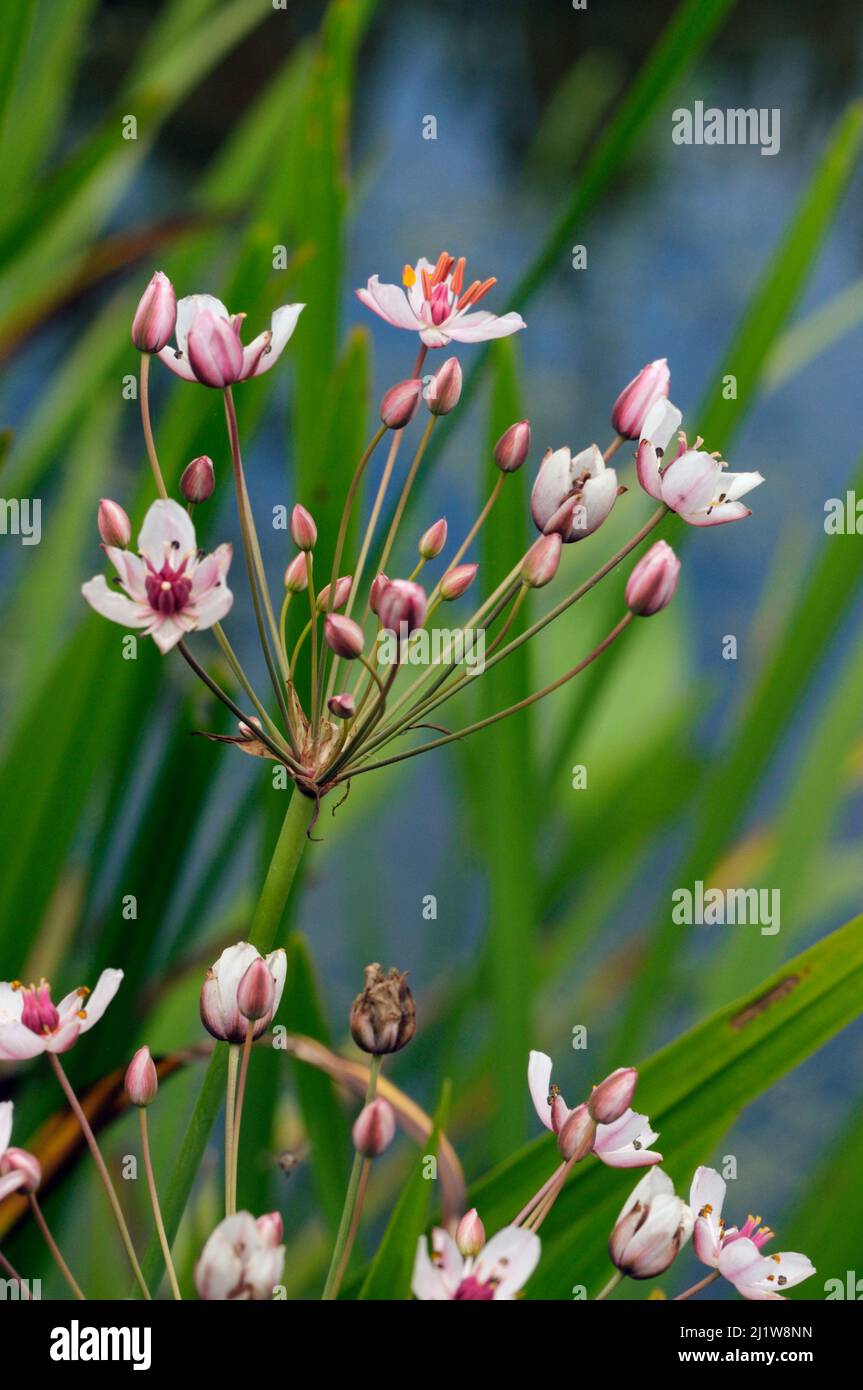 Flowering-rush (Butomus umbellatus), locally rare plantLangham Ponds ...