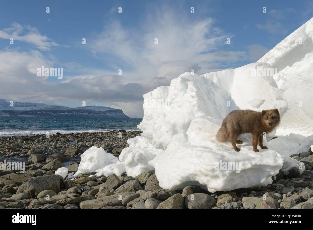 Arctic fox (Alopex lagopus). Hornstrandir, Iceland. Blue colour morph ...