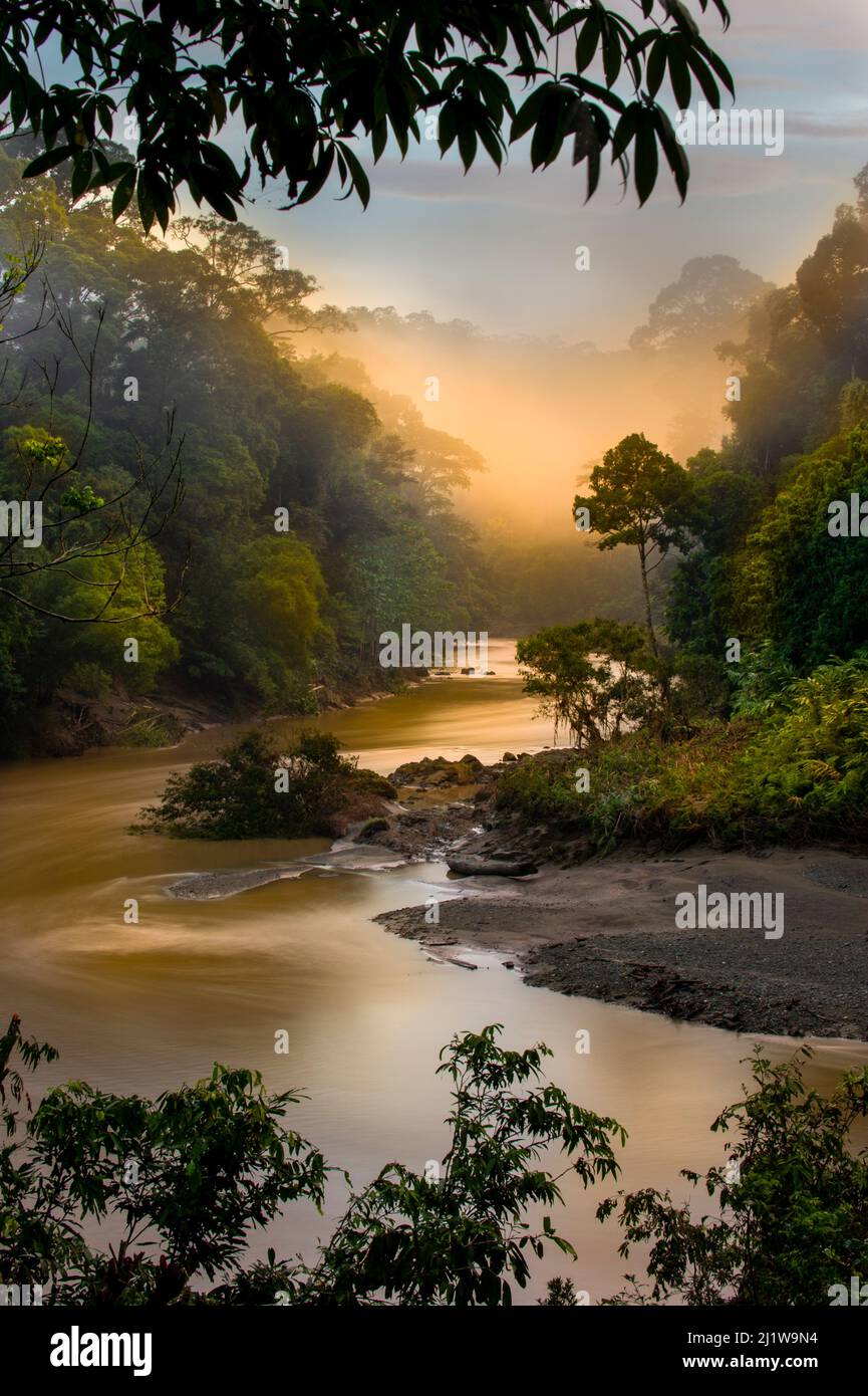 Dawn/sunrise over the Segama River, with mist hanging over lowland ...