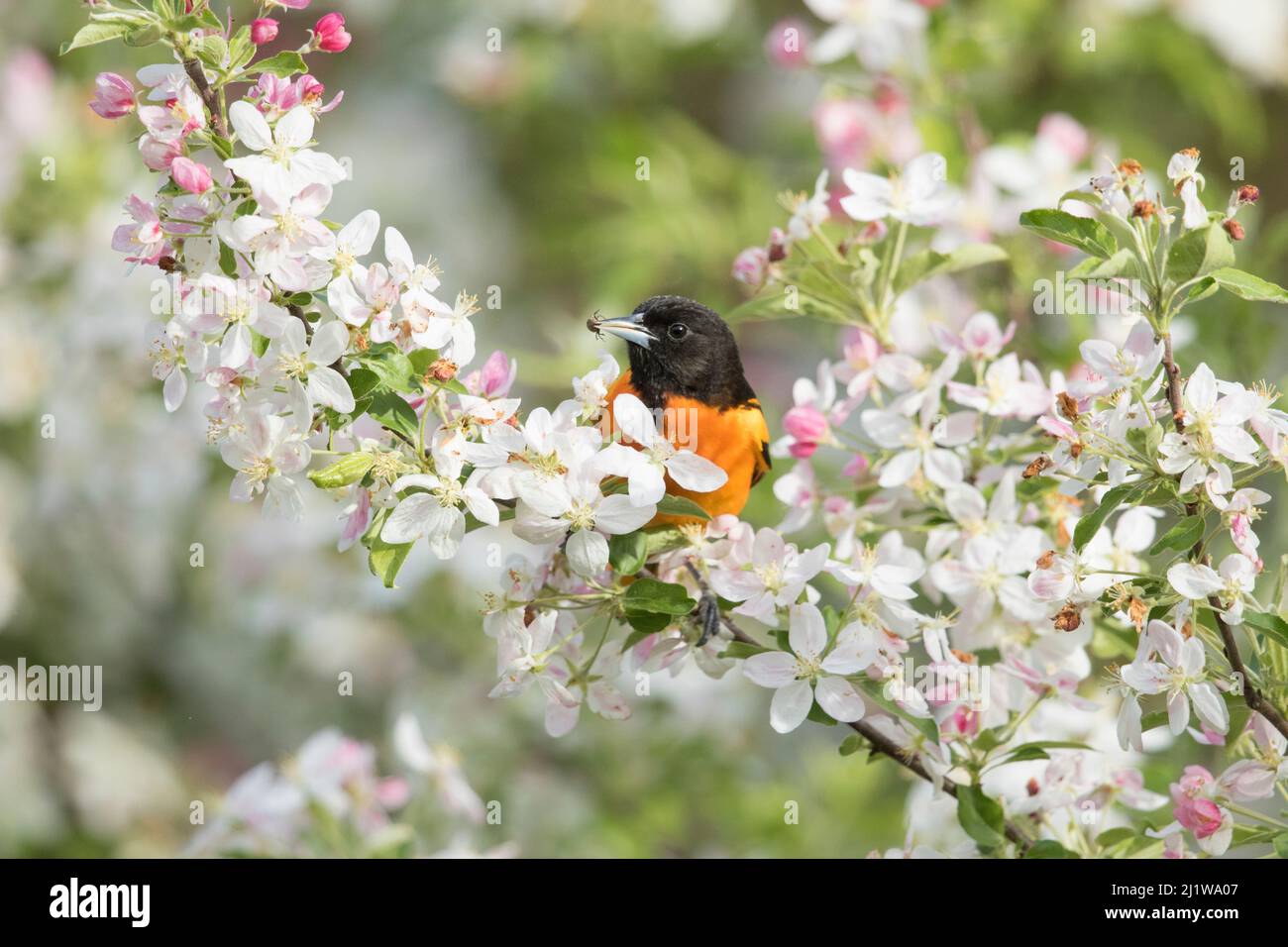 Northern baltimore oriole hi-res stock photography and images - Alamy