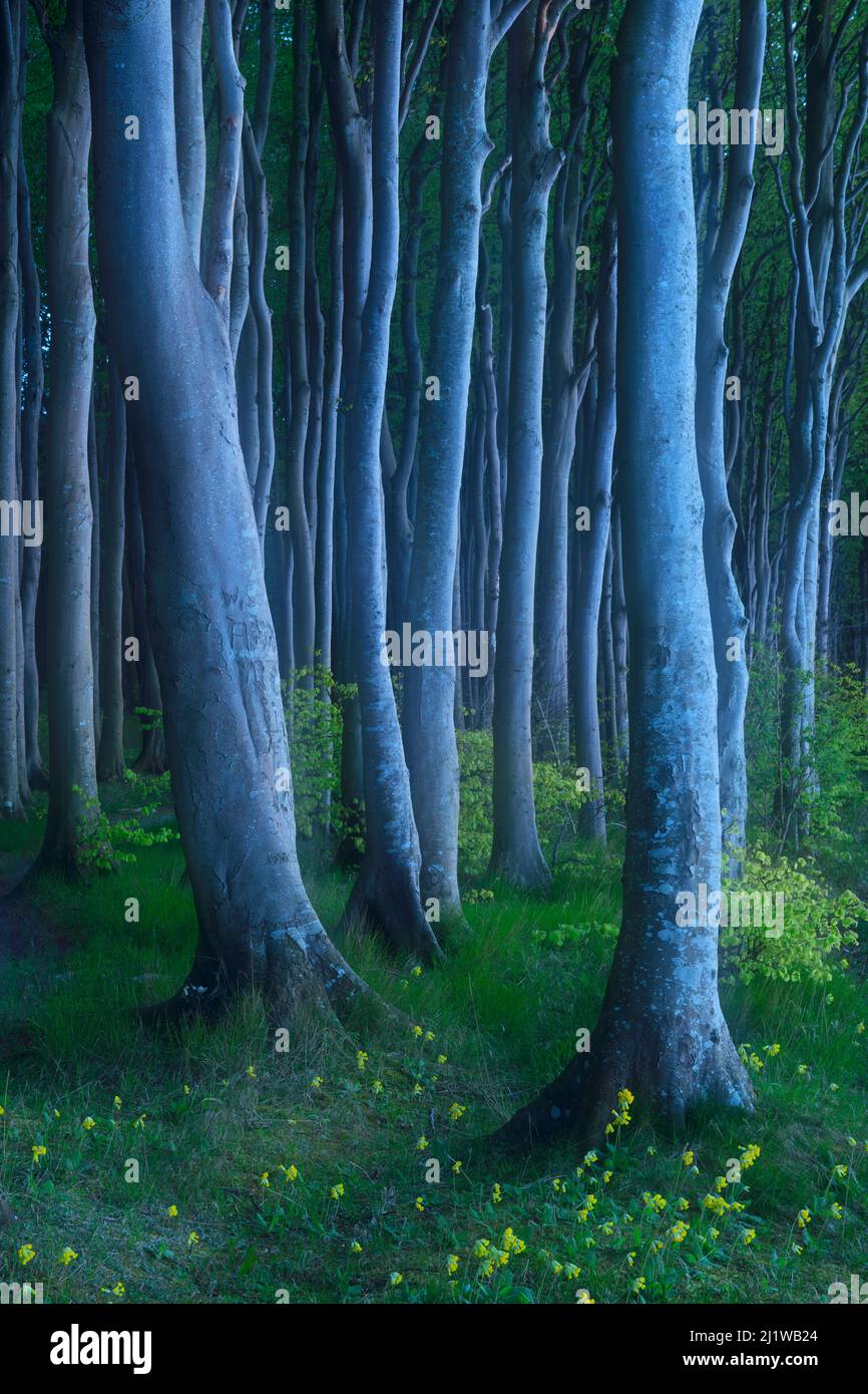 European beech (Fagus sylvatica) tree trunks with Cowslip (Primula ...